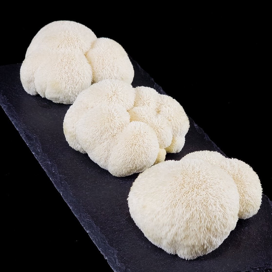 Lion's Mane – Spore Gardens