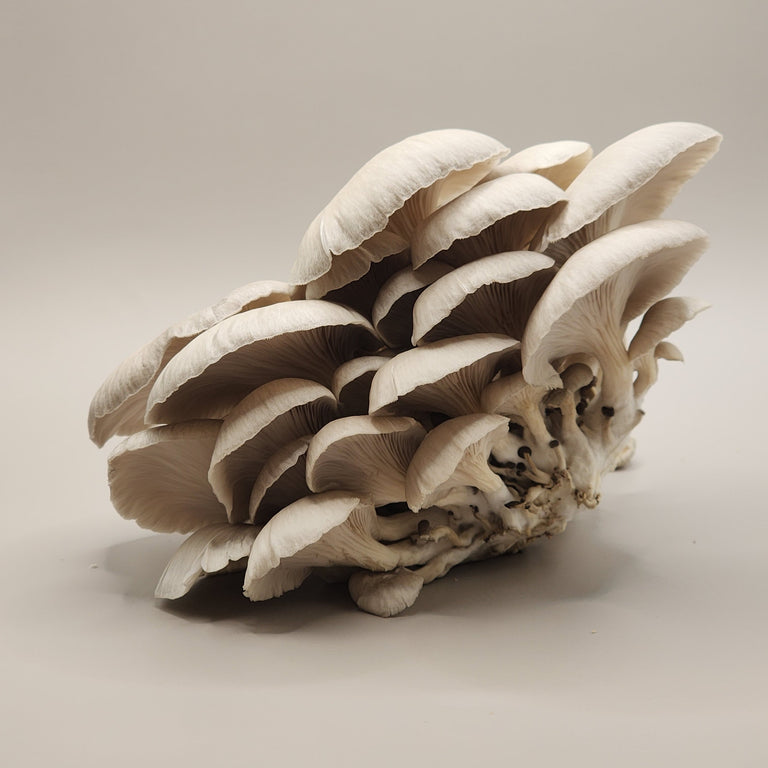 Grey Oysters – Spore Gardens