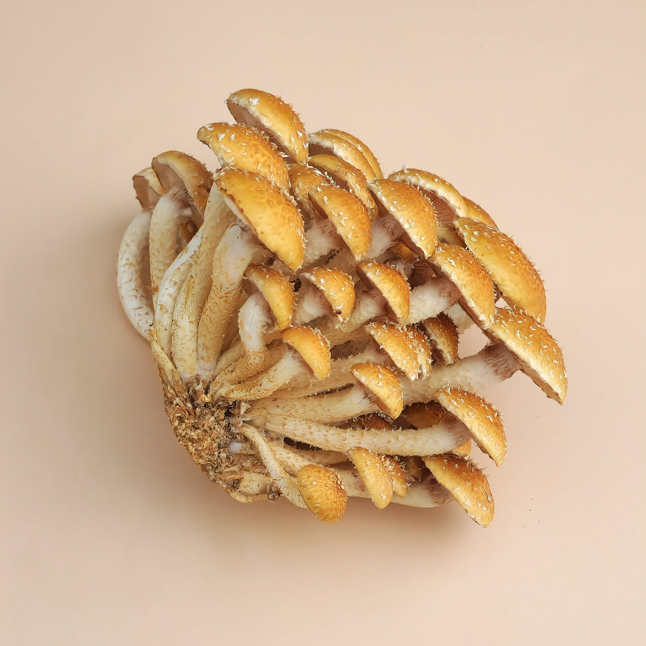 Cinnamon Cap – Spore Gardens