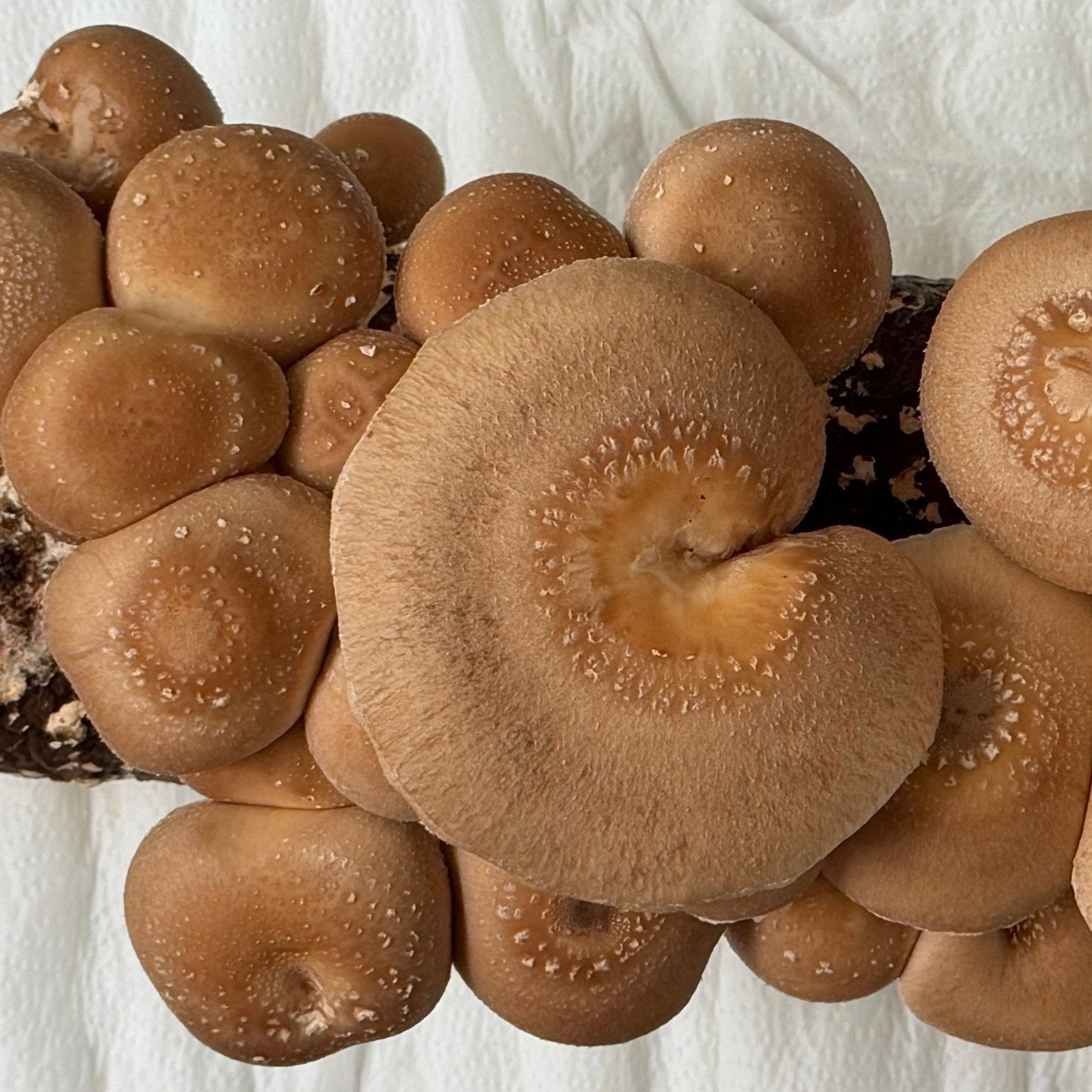 Shiitake Fruiting Log – Spore Gardens