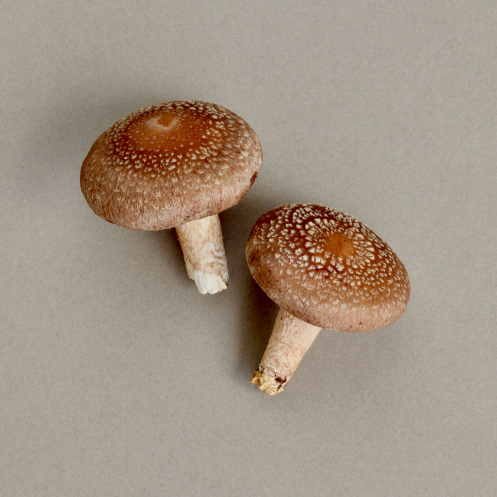 Golden Oak Shiitake – Spore Gardens