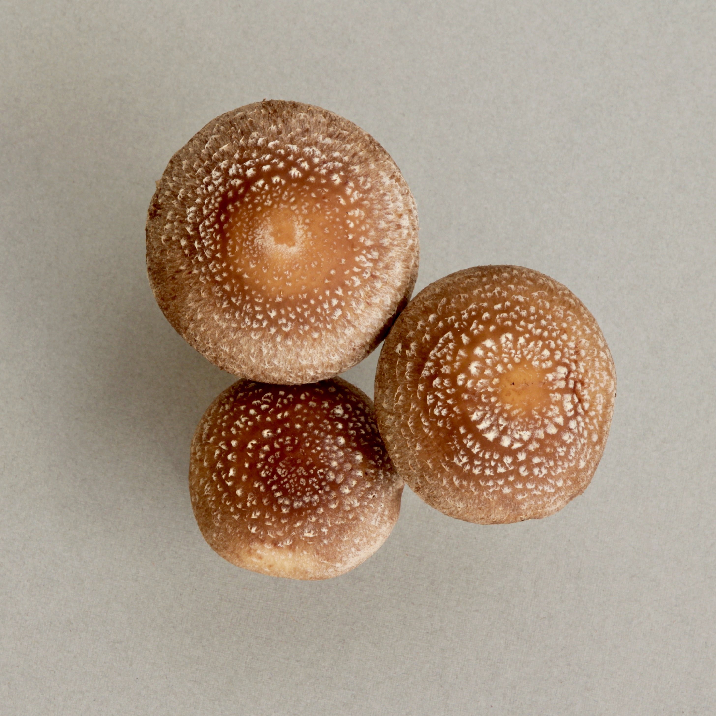 Golden Oak Shiitake – Spore Gardens