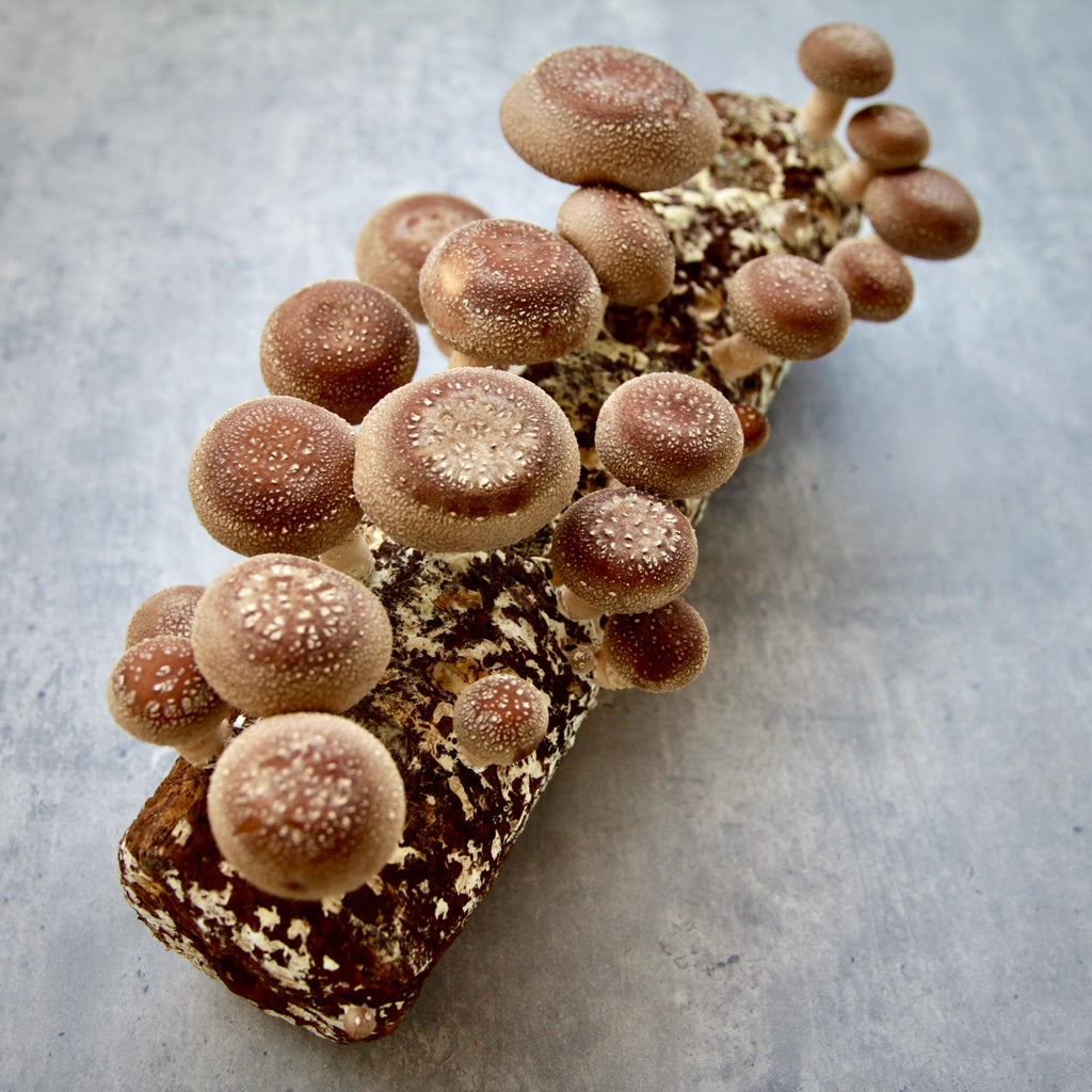 Shiitake Easy-Grow Log – Spore Gardens