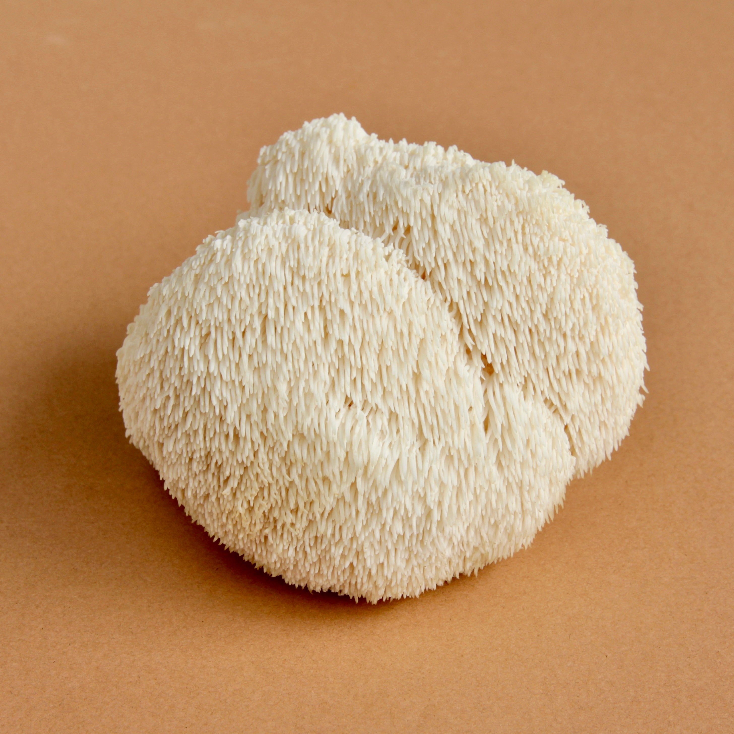 Lion's Mane – Spore Gardens