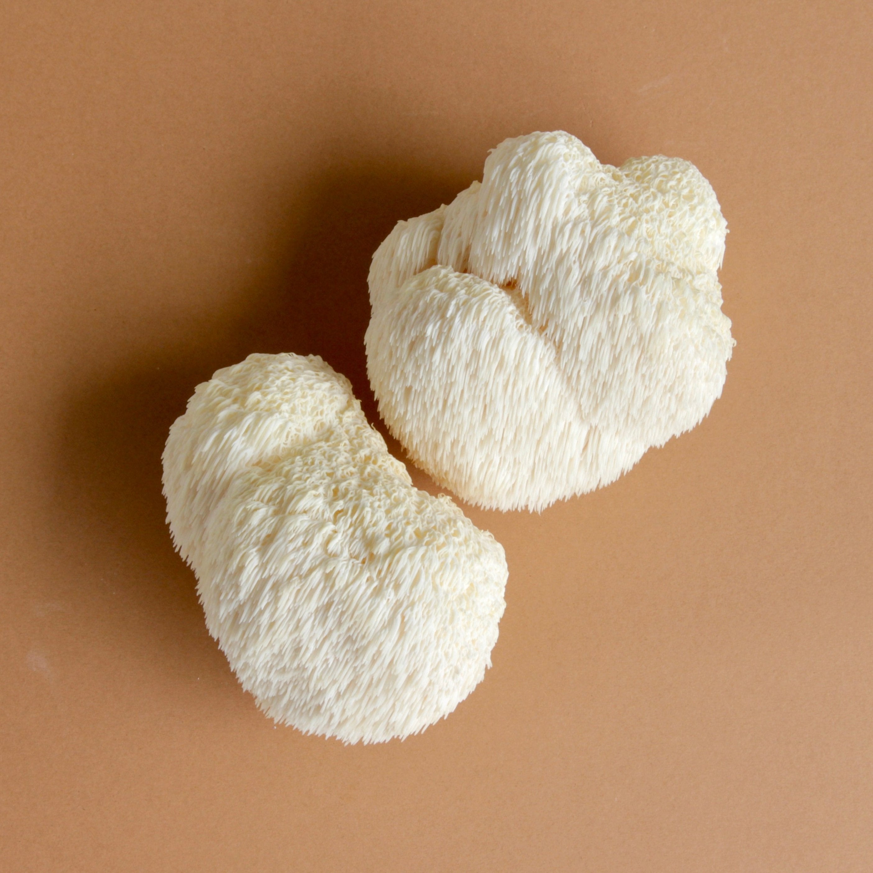 Lion's Mane – Spore Gardens