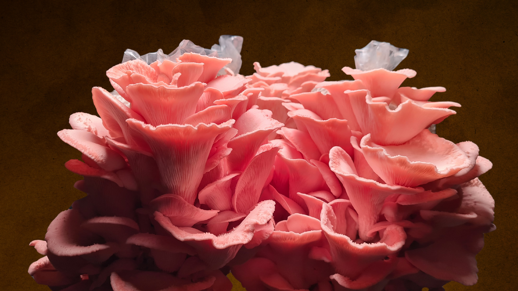 About Us – Spore Gardens